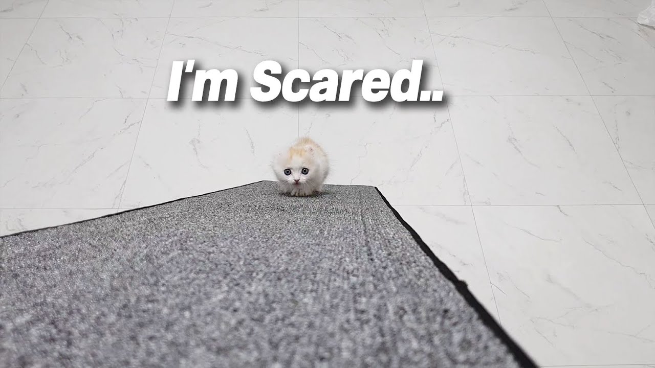 Baby Cat Climbing a Cat Tree For the First Time In His Life - YouTube