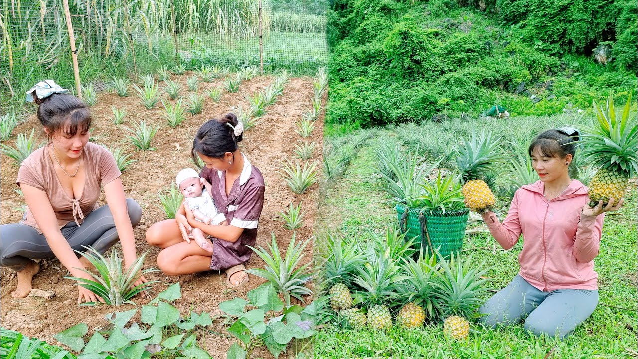 Single Mother: Harvesting pineapples, Buying seedlings to plant on the farm - YouTube