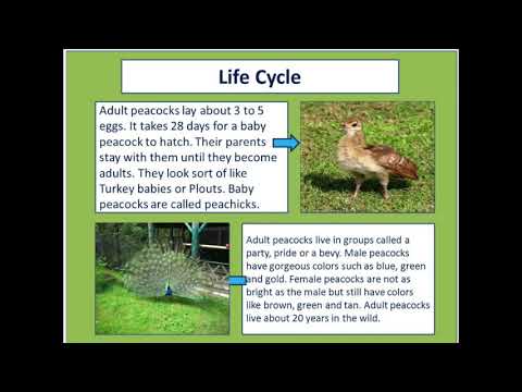 The Life Cycle of a Peacock - YouTube