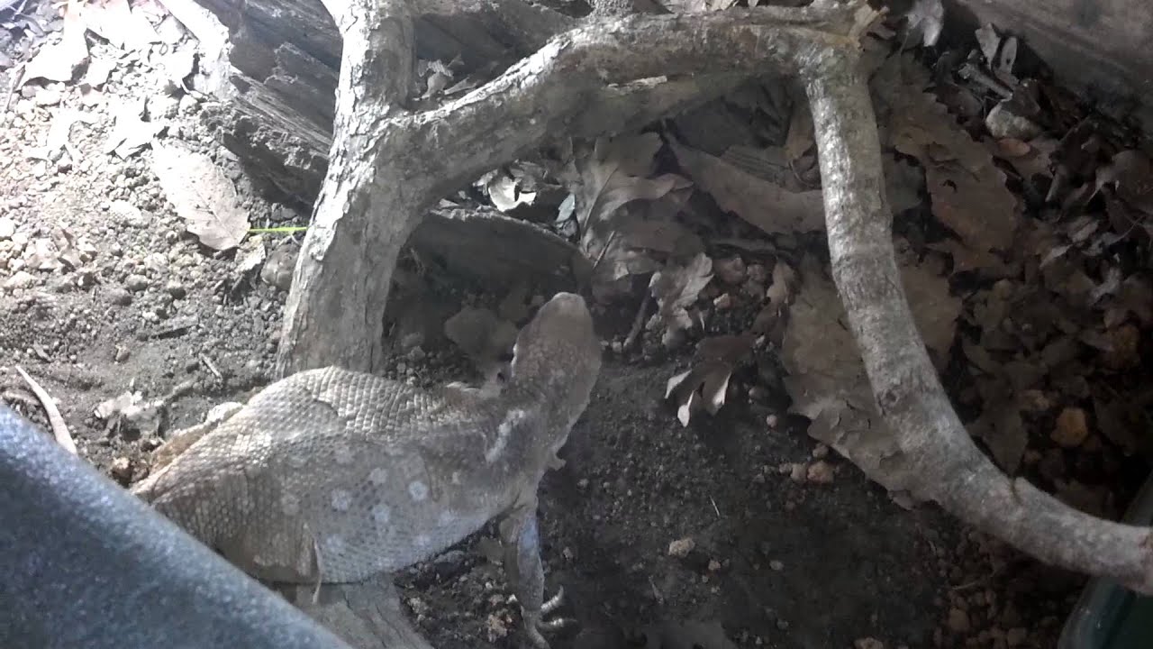 Newly Rescused Savannah Monitor - YouTube
