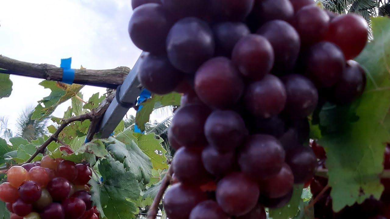 anggur everest pematangan buah lebih singkat di 90hsp. - YouTube