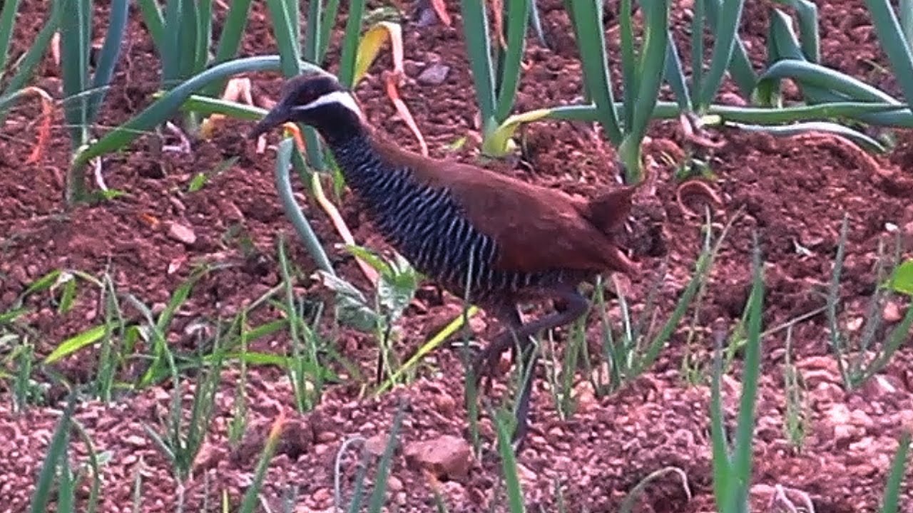 Barred Rail - Sulawesi sp. celebensis - YouTube