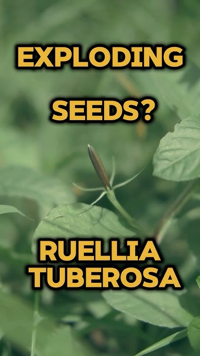 EXPLODING SEEDS ? - YouTube