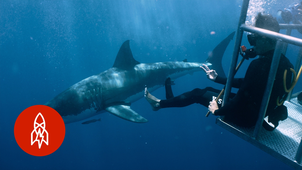 A Shark Attack Survivor Jumps Back In the Water - YouTube