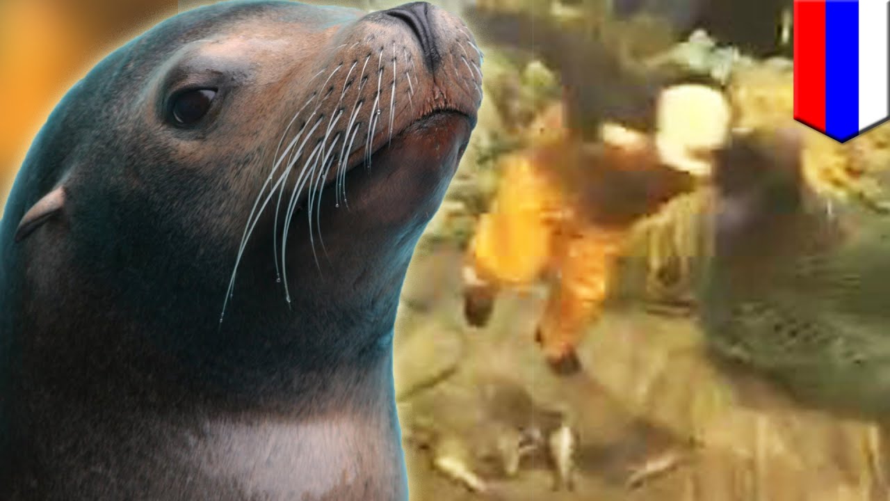VIDEO: Sea lion, nanghampas ng mangingisda at nangagat ng aso sa ...
