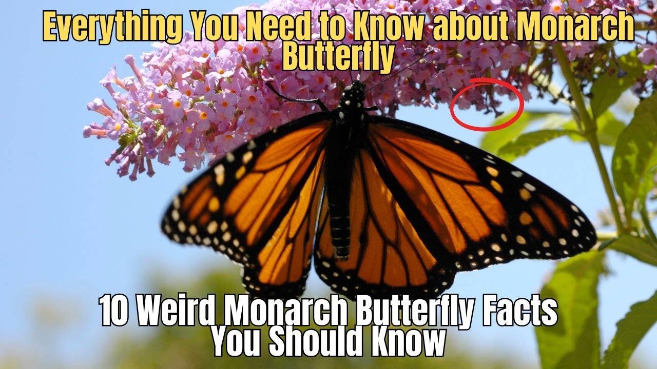 10 Weird Monarch Butterfly Facts You Should Know 🦋 Interesting Facts ...