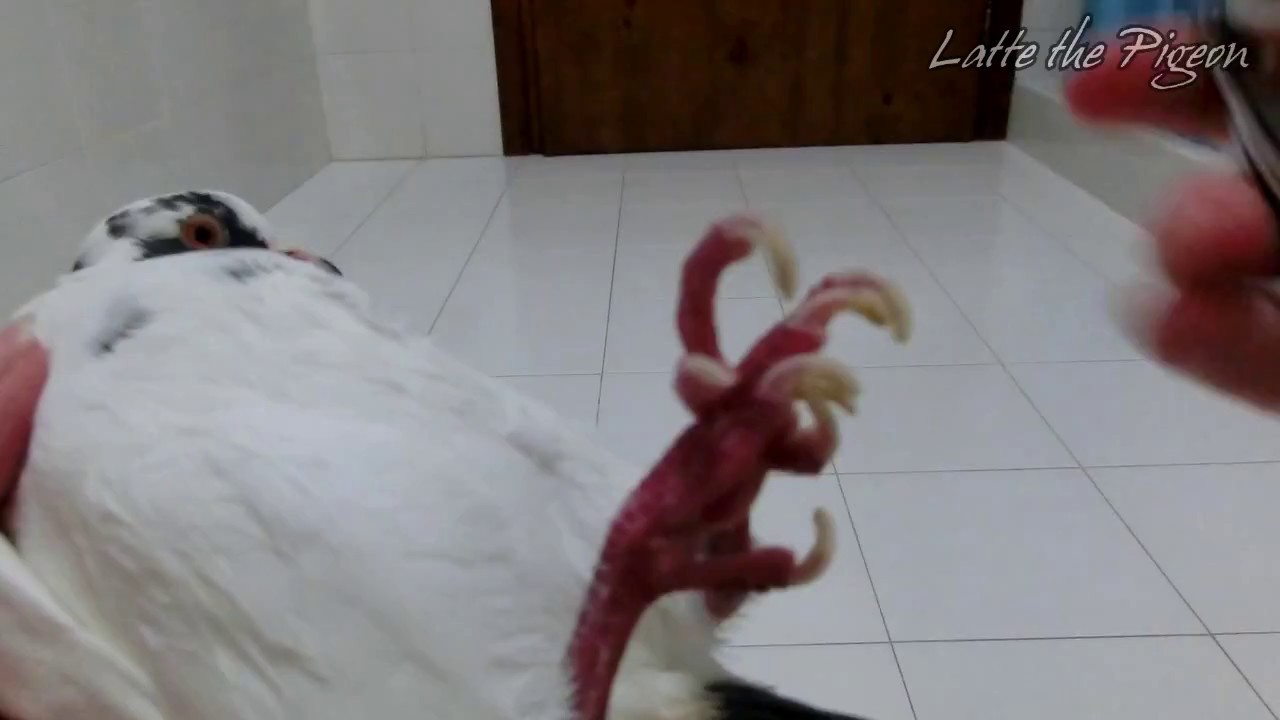 How to fix a pigeon's nails, Latte's style - YouTube