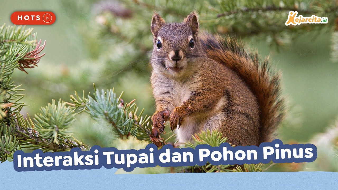 Interaksi Tupai dan Pohon Pinus | Biologi SD | Soal HOTS - YouTube