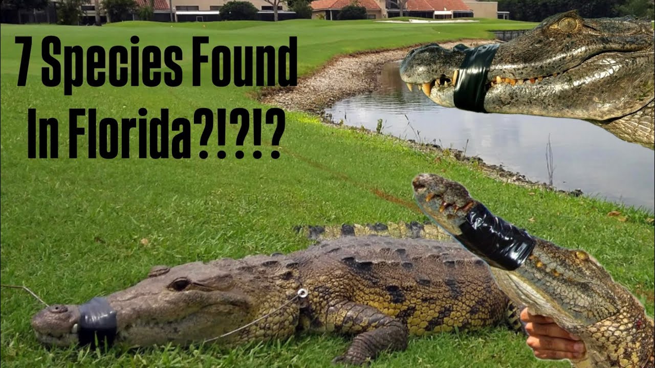 Florida’s Invasive Croc & Caiman Crisis: Out of Control!!! - YouTube