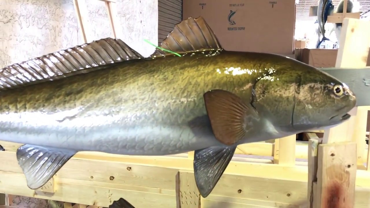 Redfish Mounts for kids fishing with Hook The Future - YouTube