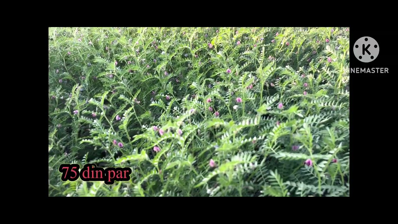 Jg36 vs jg24 vs pusha manav 20211 🌾 75 din par konsa hai damdar ???? - YouTube