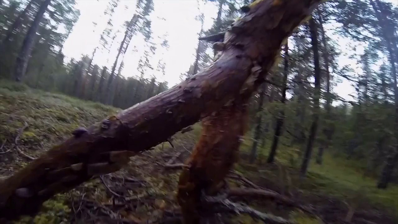 Celia Roose, Õnnõ kotus - YouTube