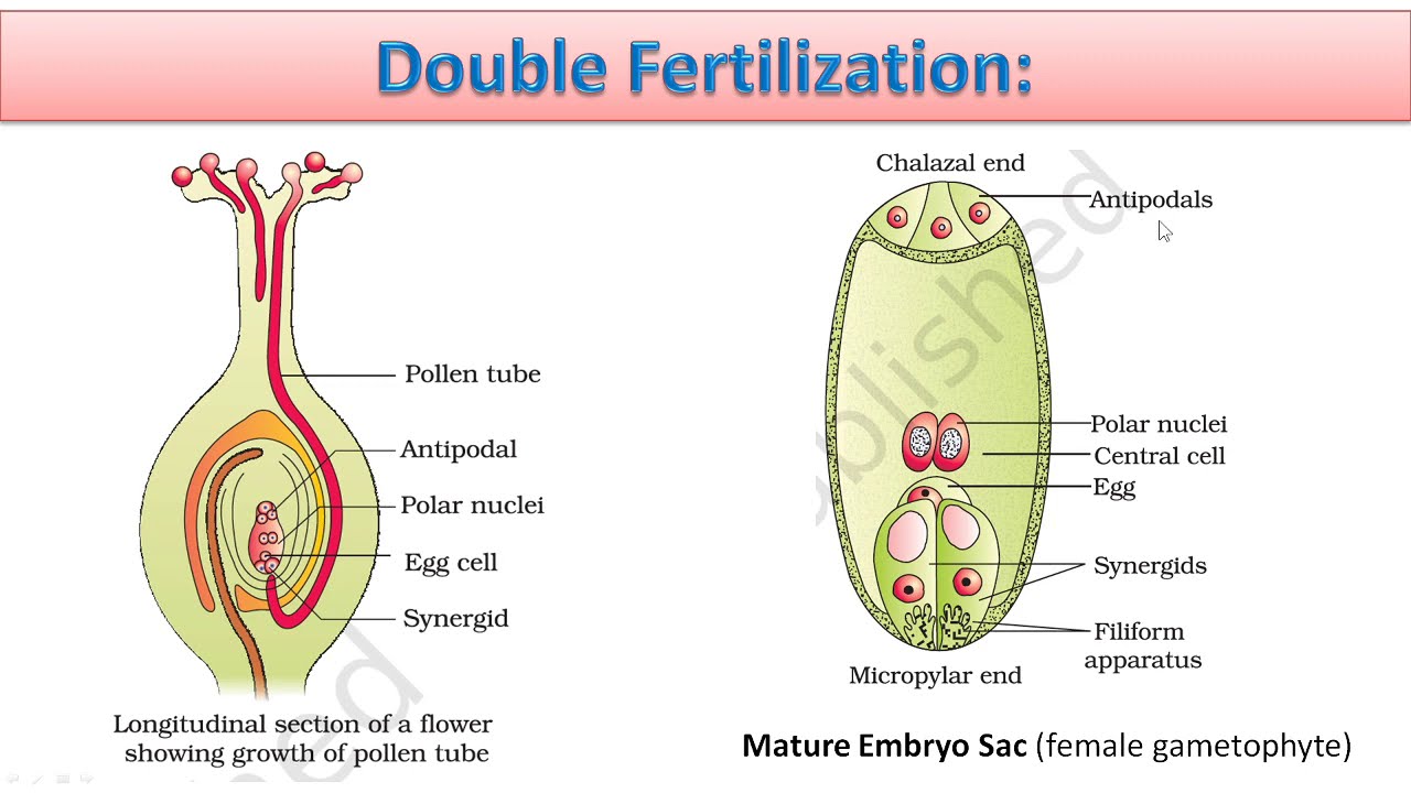 Chapter 2 : Double Fertilization - YouTube