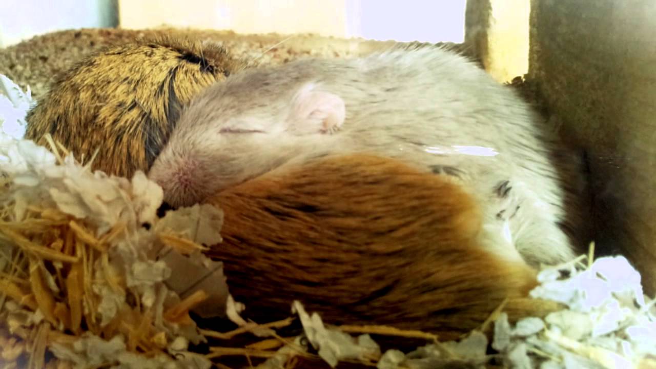 Sleeping gerbils - YouTube