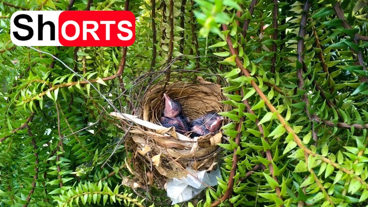 Bulbul Bird Feeding Babies in the Nest – Yellow-Vented Bulbul Nesting ...
