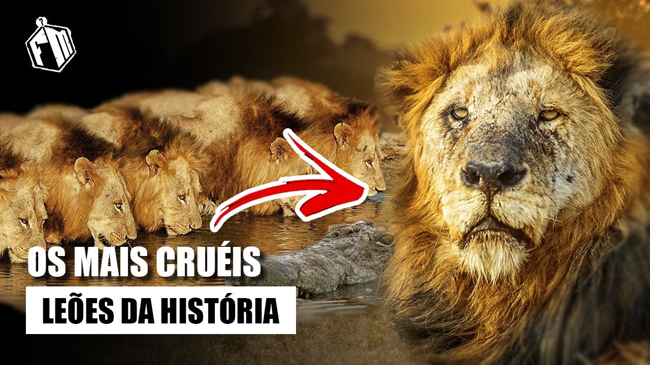 Leões Mapogos - A História Completa! A mais brutal coalisão da história ...
