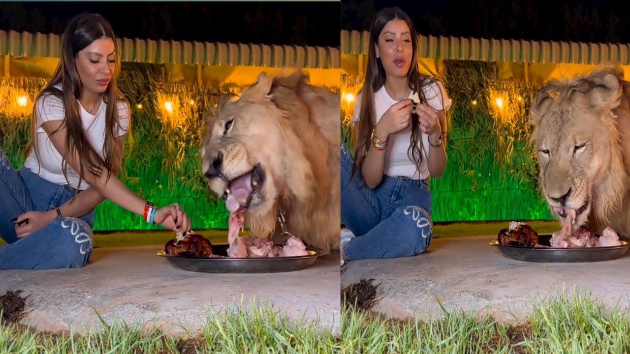 Woman and lion eat from the same plate at Rak zoo - YouTube
