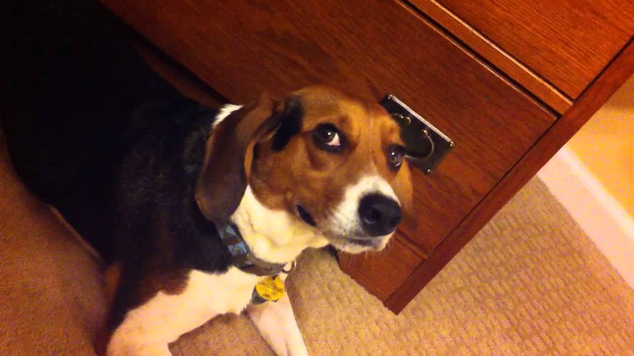 Beagle Reverse Sneeze - YouTube