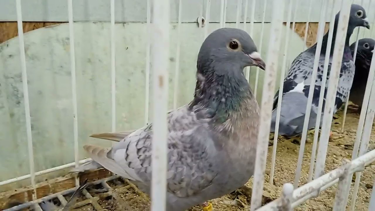 gołębie pocztowe tygrysy Robert.Henkel.503528502 - YouTube