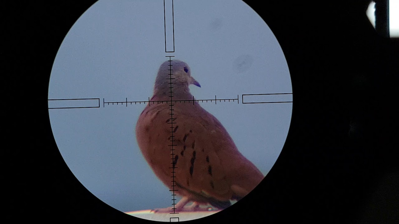 Vector sentinel gen2 10-40x50 @40x - YouTube