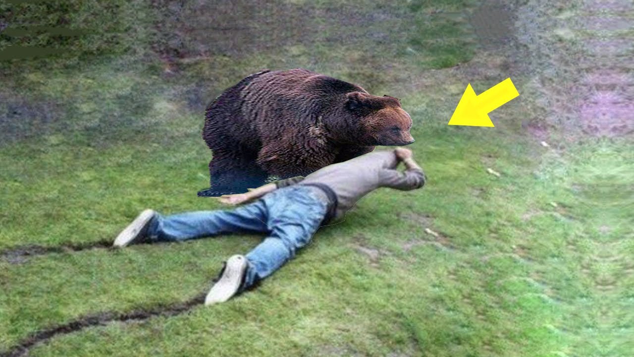 The Guy Had An Accident, The Bear Heard His Moans And Saved Him In An ...