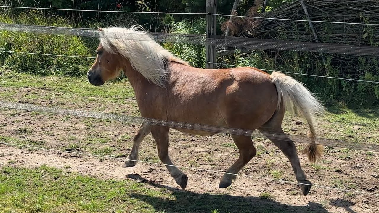 Shetland pony FLIP has fun! - YouTube