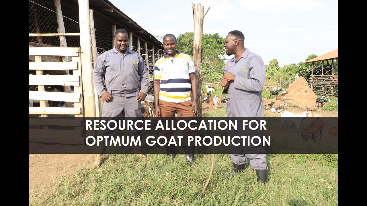 How to utilize Limited resources for Optimum Goat Production - YouTube