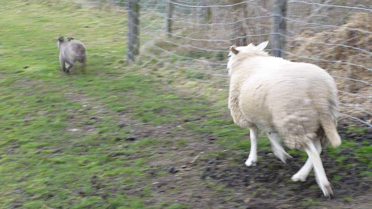 schaap jaagt op hond - YouTube