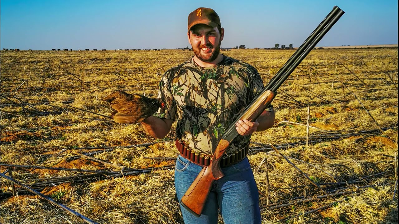 Free State Wingshooting 2022 | Swainson's Francolin - YouTube