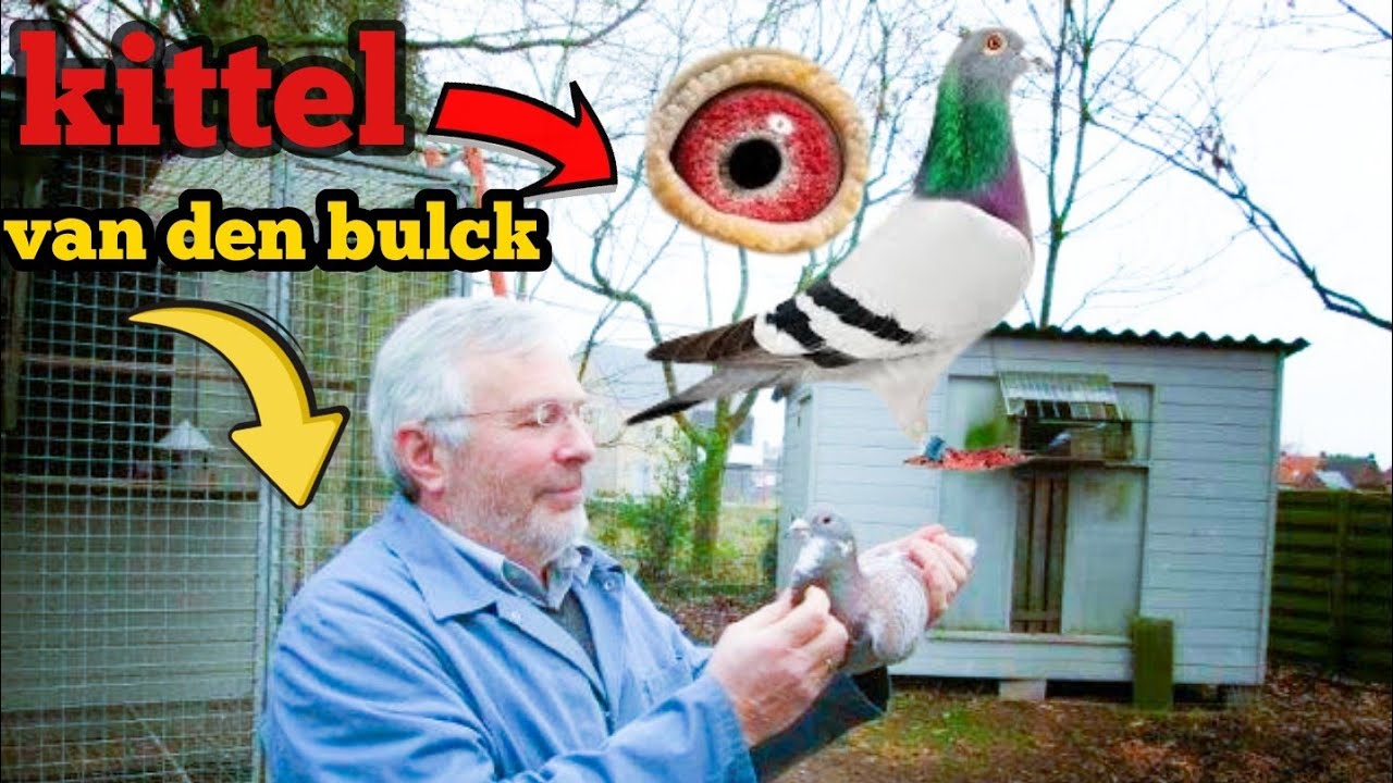 Dirk Van den Bulck racing pigeon ,kittel : has created a truly exceptional sprint breed - YouTube