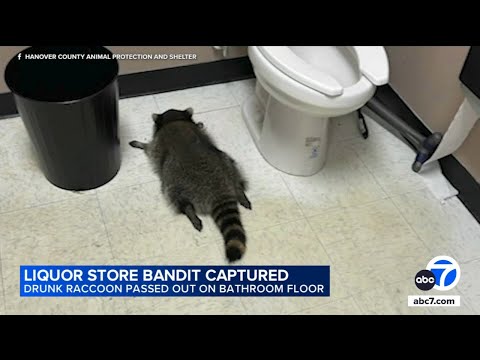 Drunk raccoon found passed out in liquor store bathroom