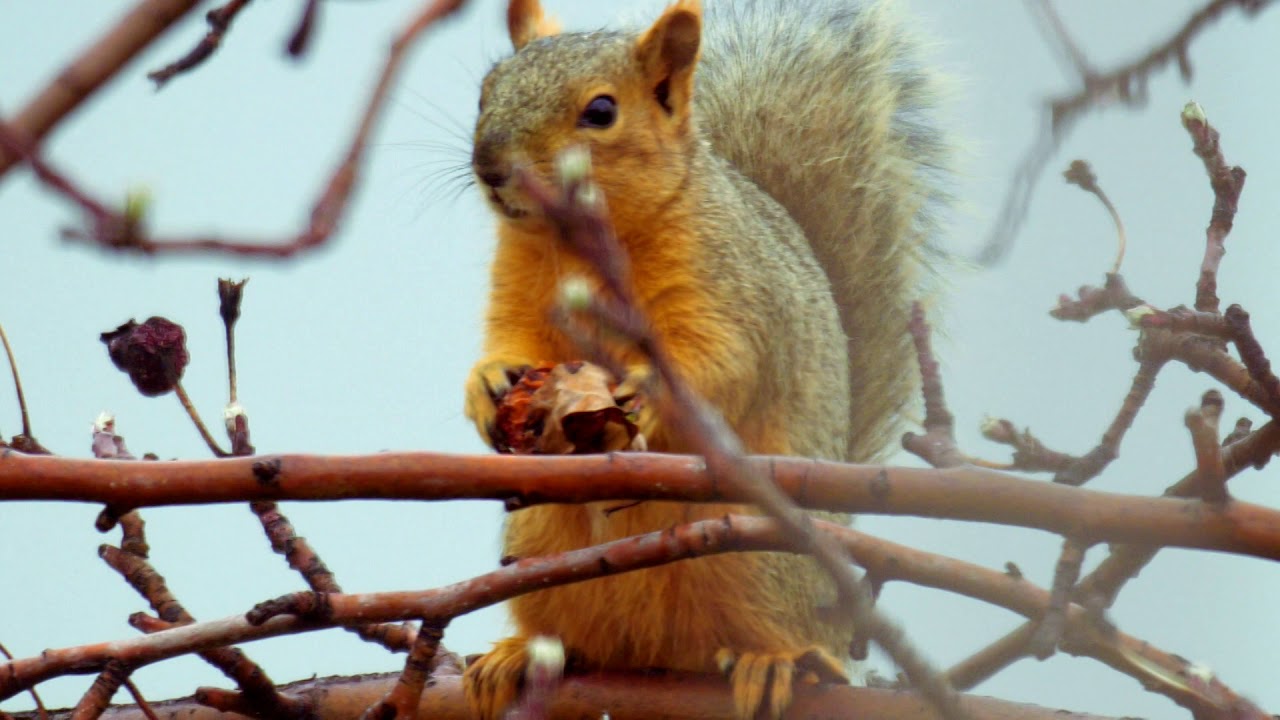 Fox Squirrel - April - YouTube