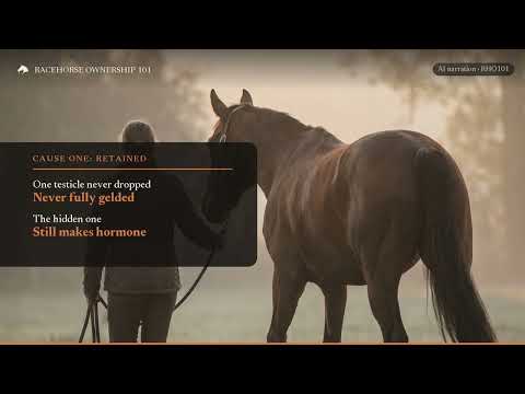 What Is a Proud Cut Gelding? A Racehorse Buyer's Due-Diligence Guide