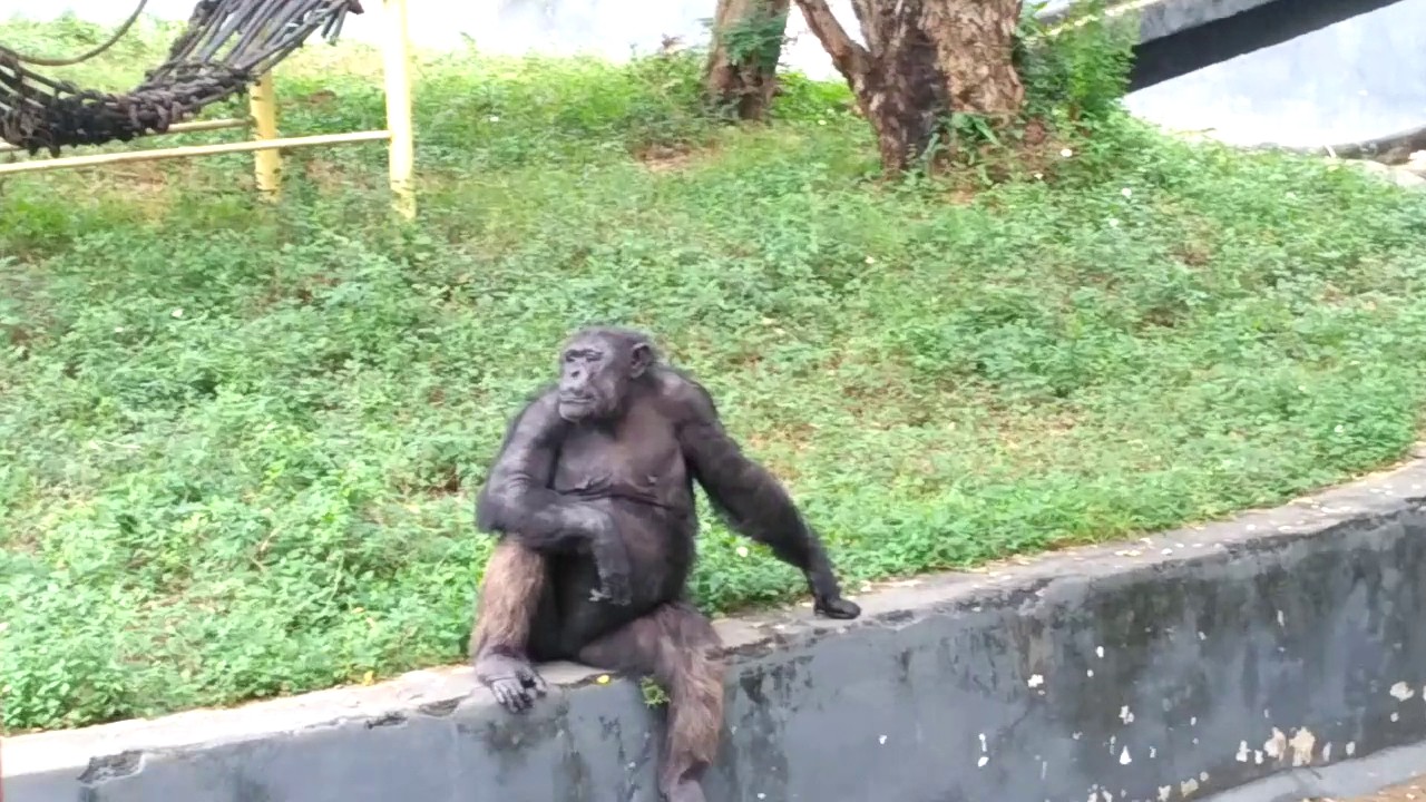 Monkey acting like human most funny videos top - YouTube