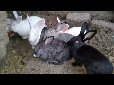 ACIQ ŞERAITDE DOVSANLARIN BALA VERMESI