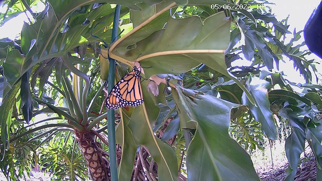 Monarch Butterfly emerging from the Chrysalis - YouTube