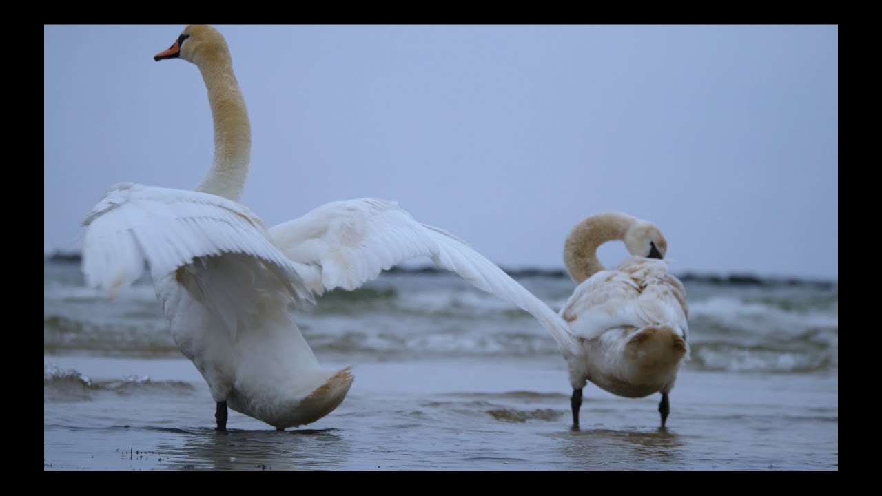 🌊 🦢 swans by the sea 🦢 🌊 (2017) / ani male relaxing in UHD 🦢 - YouTube