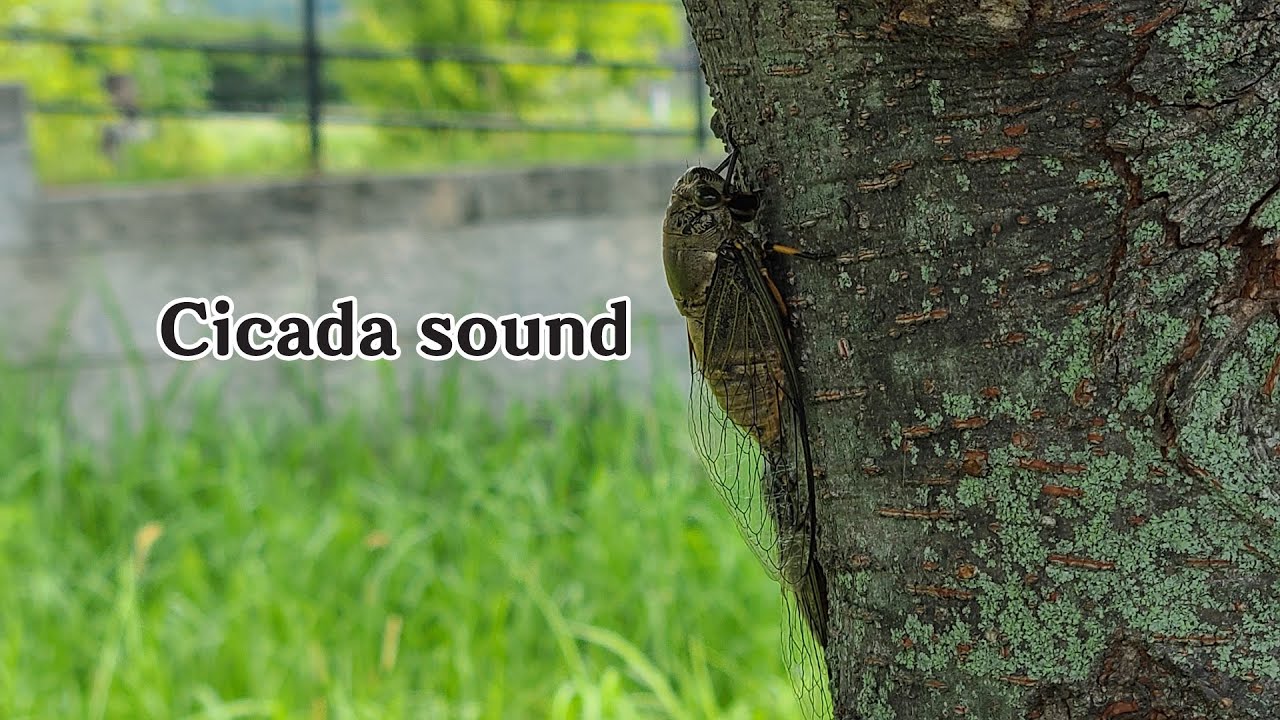 Cicada sound - YouTube
