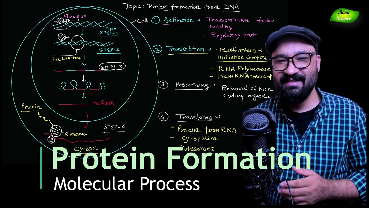 Protein formation in the cell | Biochemistry | Cell biology | Basic ...