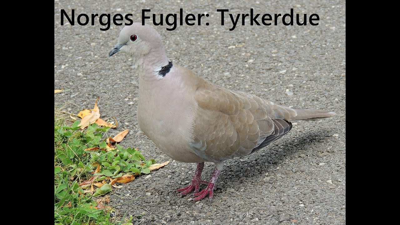 Norges Fugler: Tyrkerdue. - YouTube