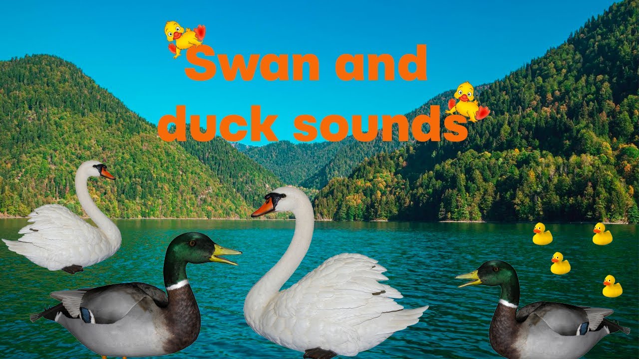 Mother duck and beautiful swan. Sounds - YouTube