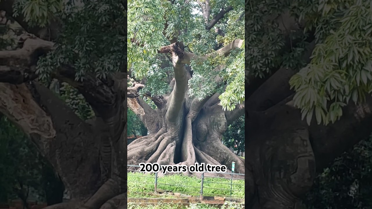 200 years old tree#nature - YouTube
