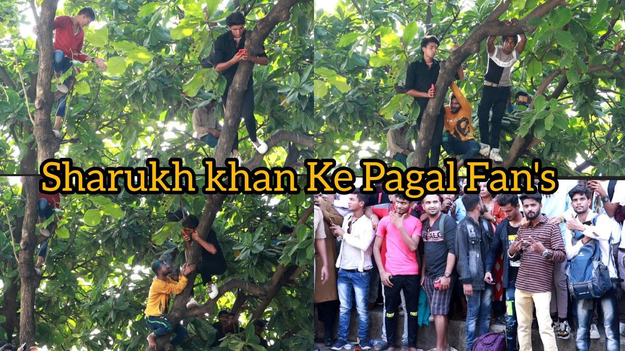 No One Can Do This Only #srk Fans | Fans Climbing Trees To Watch ...