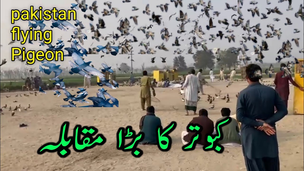 What,s Pigeon Racing | Pakistan Racing pigeon Flying Competition | How ...