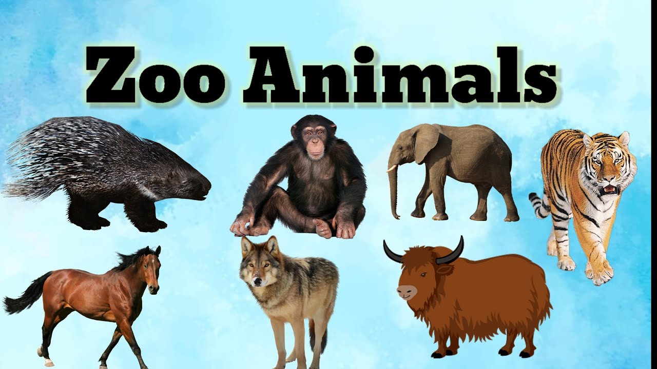Zoo Park| Zoo Animals| Zoo video| Visit of zoo animals|Animals of zoo ...