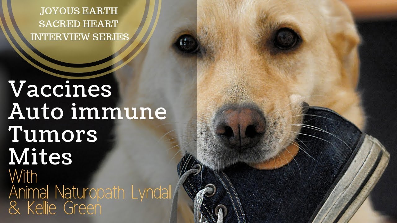 Dogs & vaccines, tumors & autoimmune disease treatments - YouTube