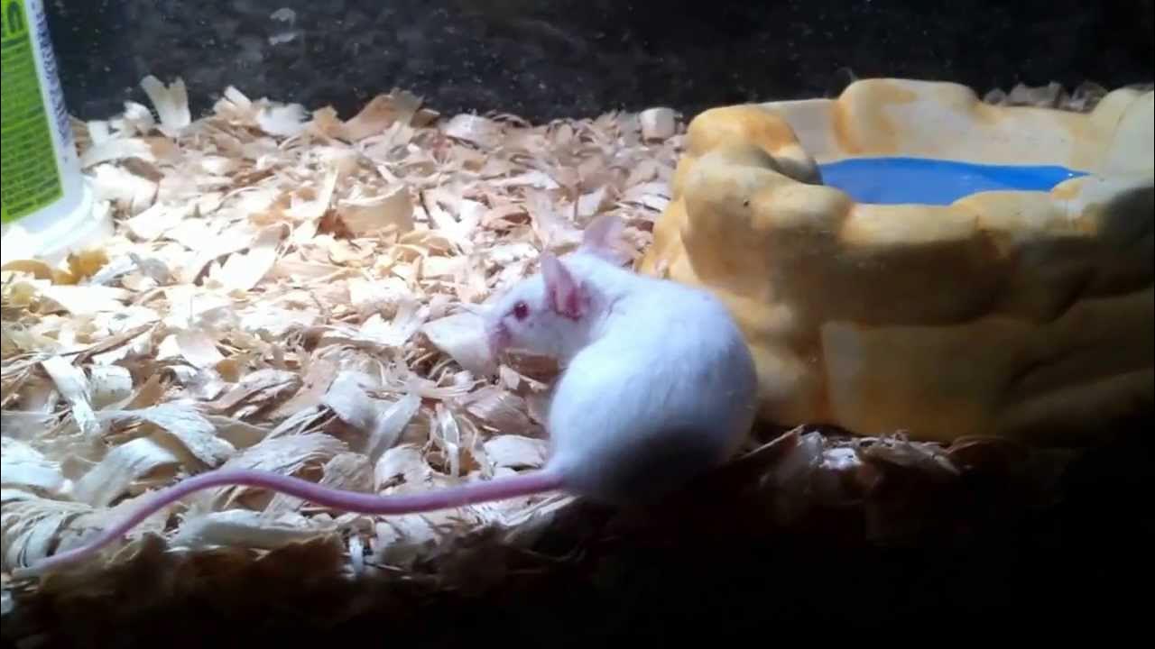 Ball Python eating first live mice - YouTube