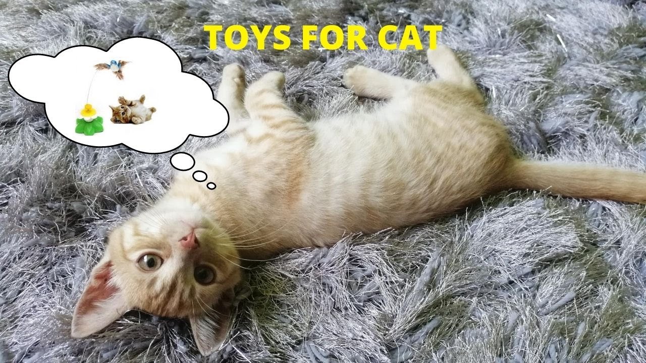 HOW TO MAKE EASY CAT TOYS SWEET CATS FUNNY CATS DIY YouTube how-to-make-easy-cat-toys-sweet-cats-funny-cats-diy-youtube