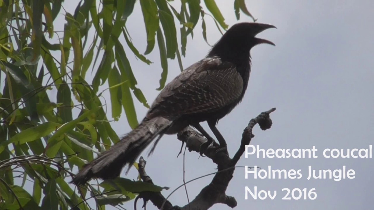pheasant coucal - YouTube