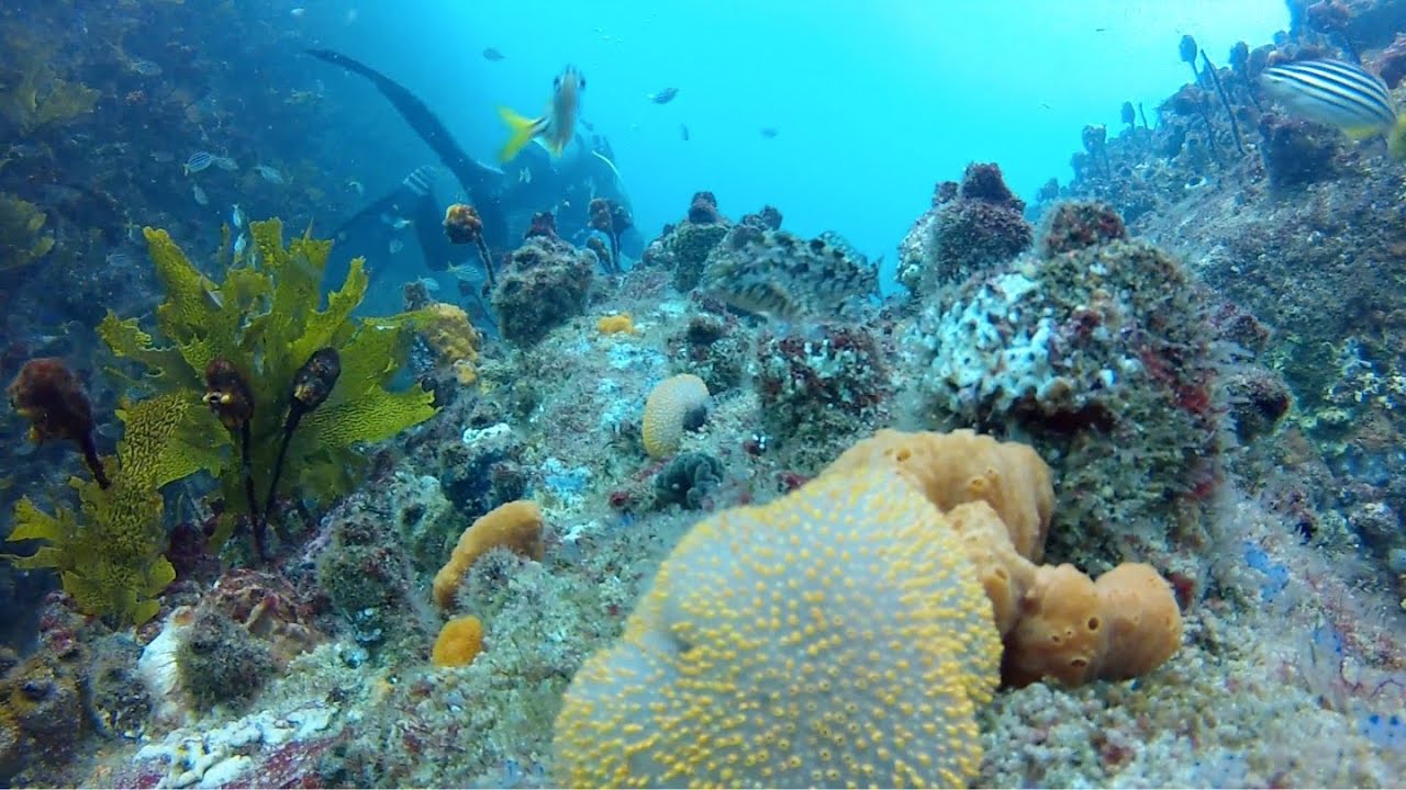 Diving Seal Rocks - YouTube